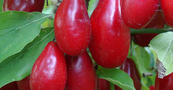 Rare Fruit Trees