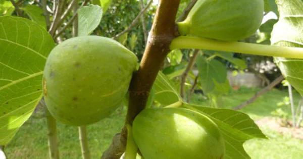Bio Figovník (Ficus carica) DESERT KING