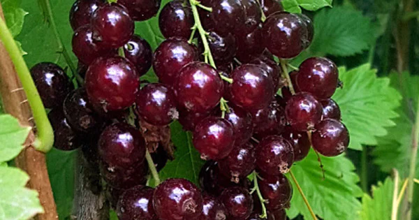 Rote Johannisbeere (Ribes rubrum) VĪKSNES SARKANĀS - Ribes rubrum