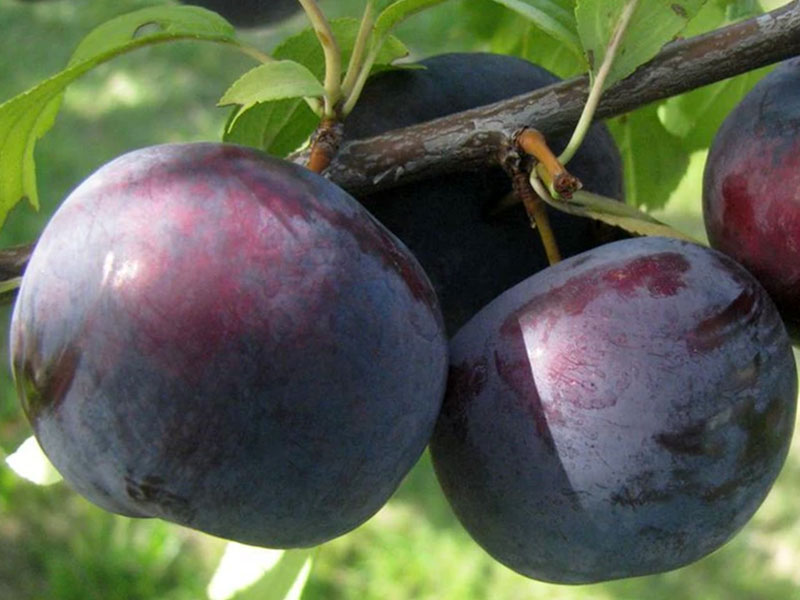 Japanische Pflaume (Prunus salicina) ANGELENO