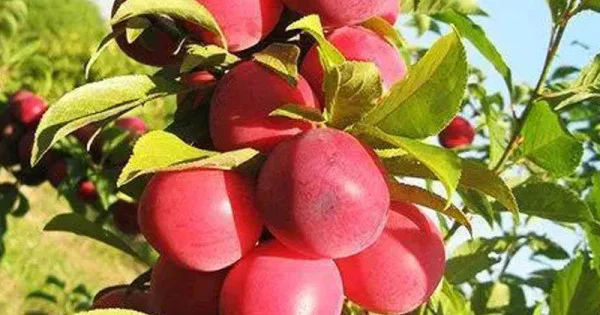 BIO Pflaume AROMA SPUR ROT säulenförmige - Prunus domestica