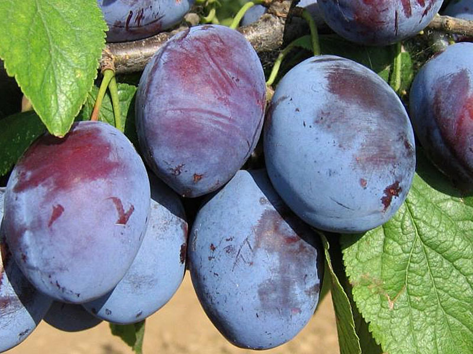 Pflaumenbaum (Prunus domestica) PRESIDENT